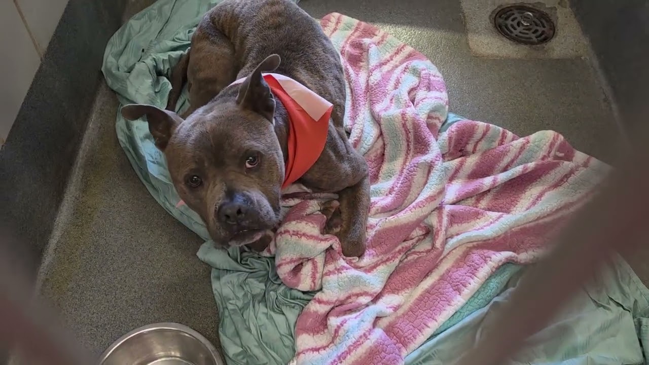 Acs A806659