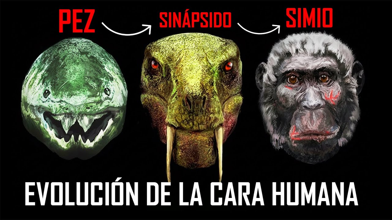 ¿Cómo Ha Evolucionado Locamente el Rostro Humano?
