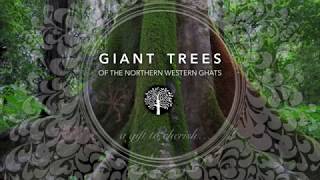 Giant Trees for Climate Change Mitigation in India - GlobalGiving