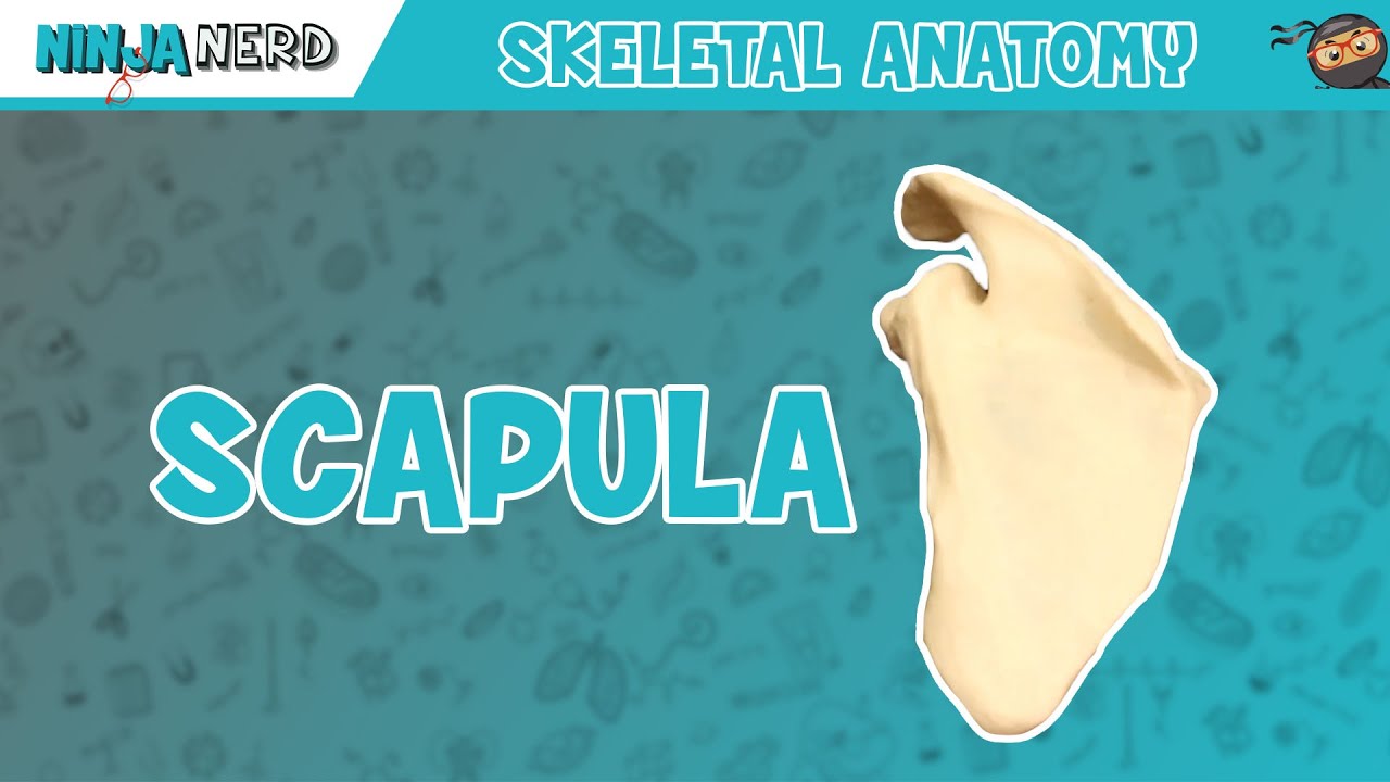 Scapula Anatomy