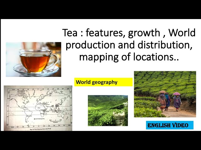 Exploring the World of Tea: Features, Growth, and Global Distribution ...