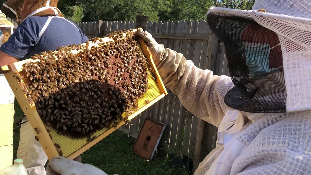 Beginner Beekeeper's Short Course - Virtual Hive Demonstration