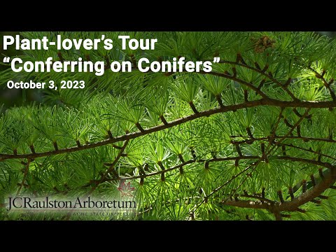 Plant-lover's Tour - "Conferring on Conifers"