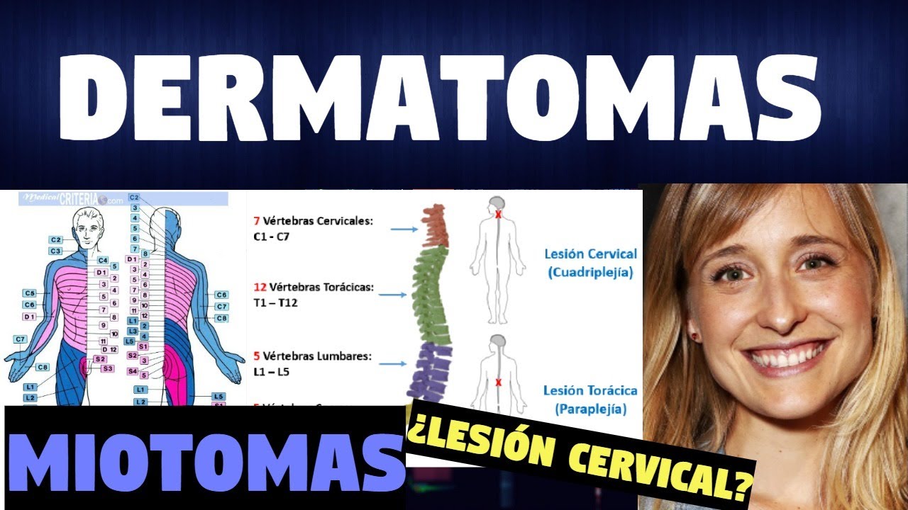 ALL ABOUT DERMATOMES AND MYOTOMES | FUNCTIONS |