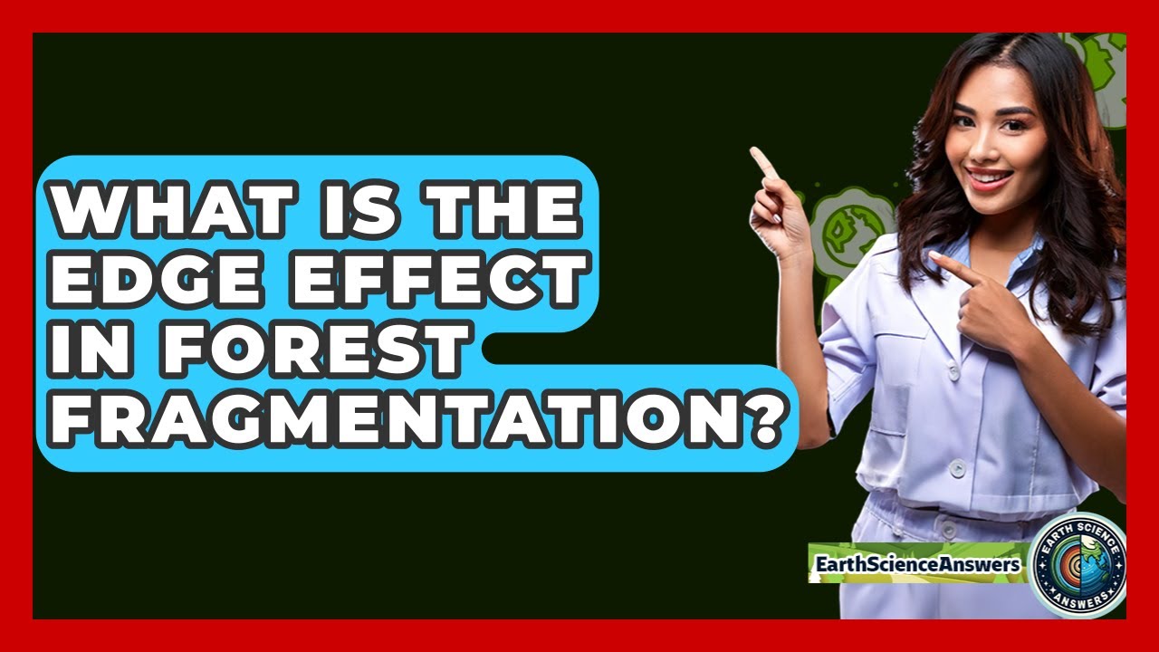 What Is The Edge Effect In Forest Fragmentation? - Earth Science Answers