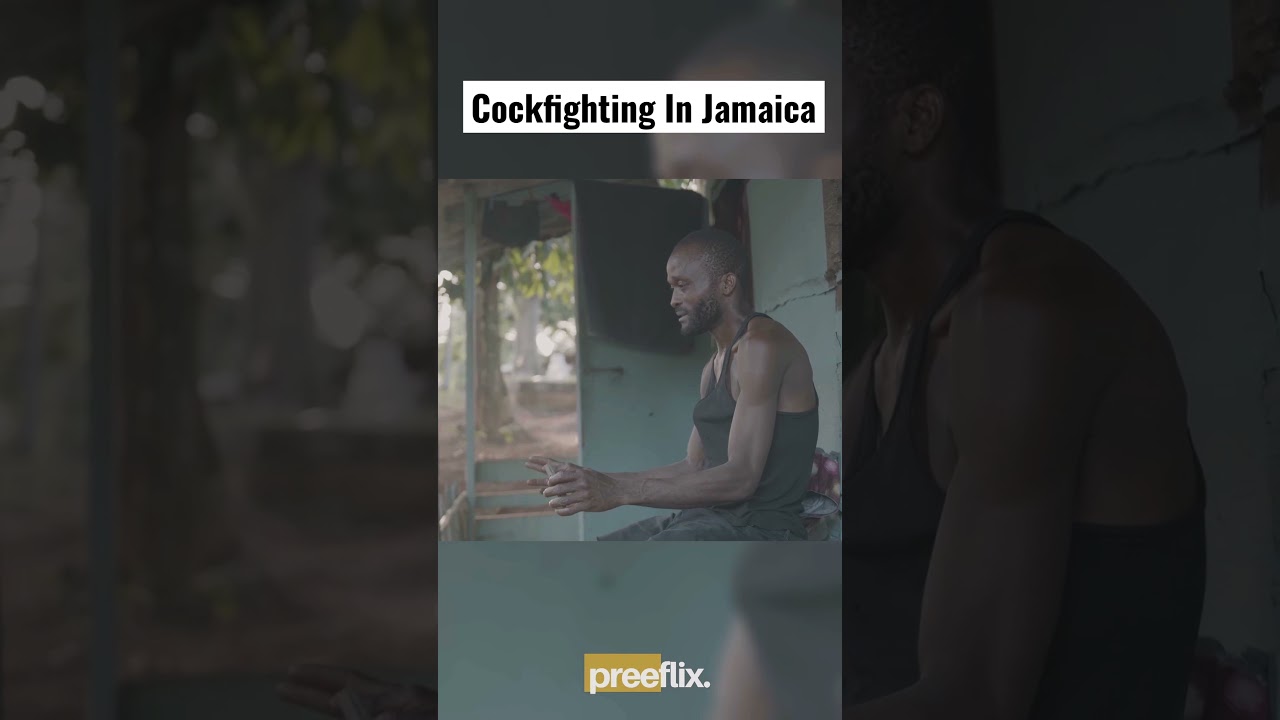Cockfighting In Jamaica