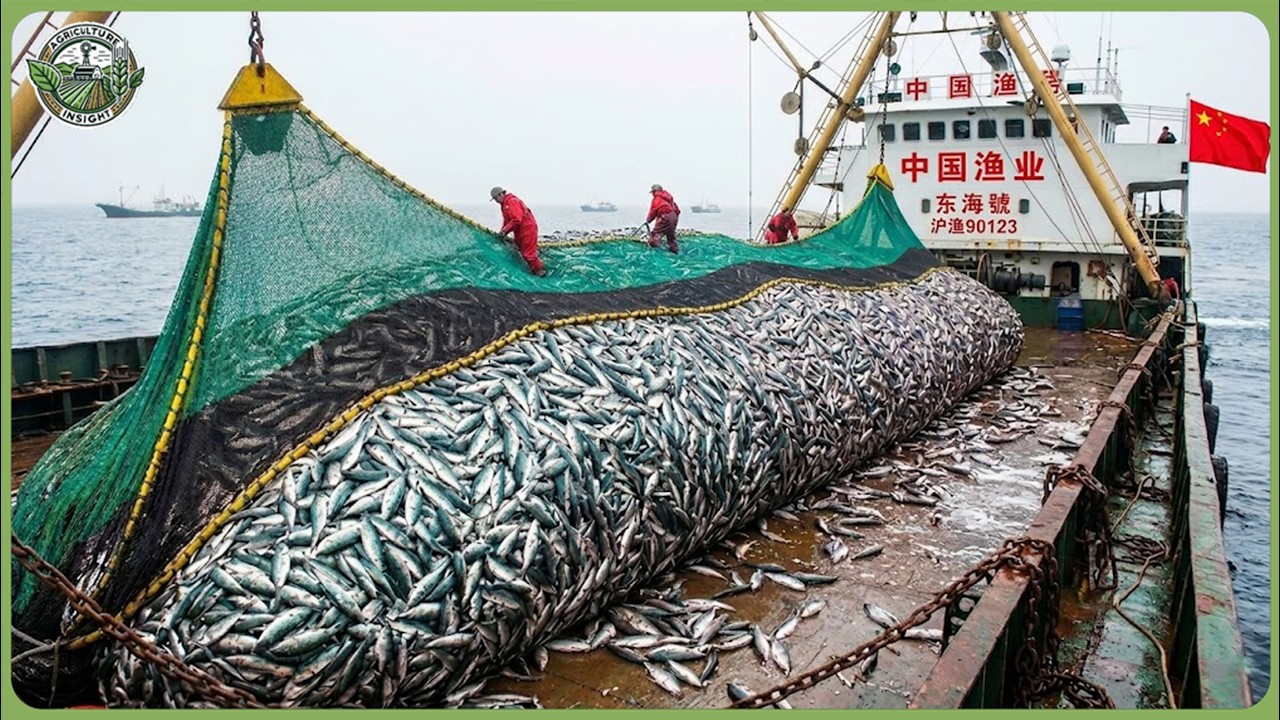 Inside China’s Massive Seafood Industry Harvesting Millions of Tons Every Year