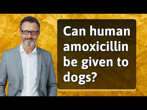 Can human amoxicillin be given to dogs?