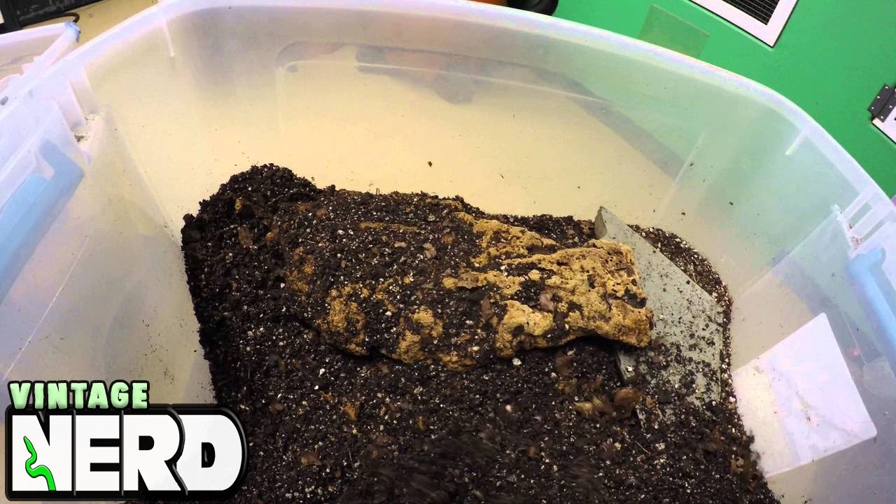 Green Basilisks Lizards - Nesting Video.