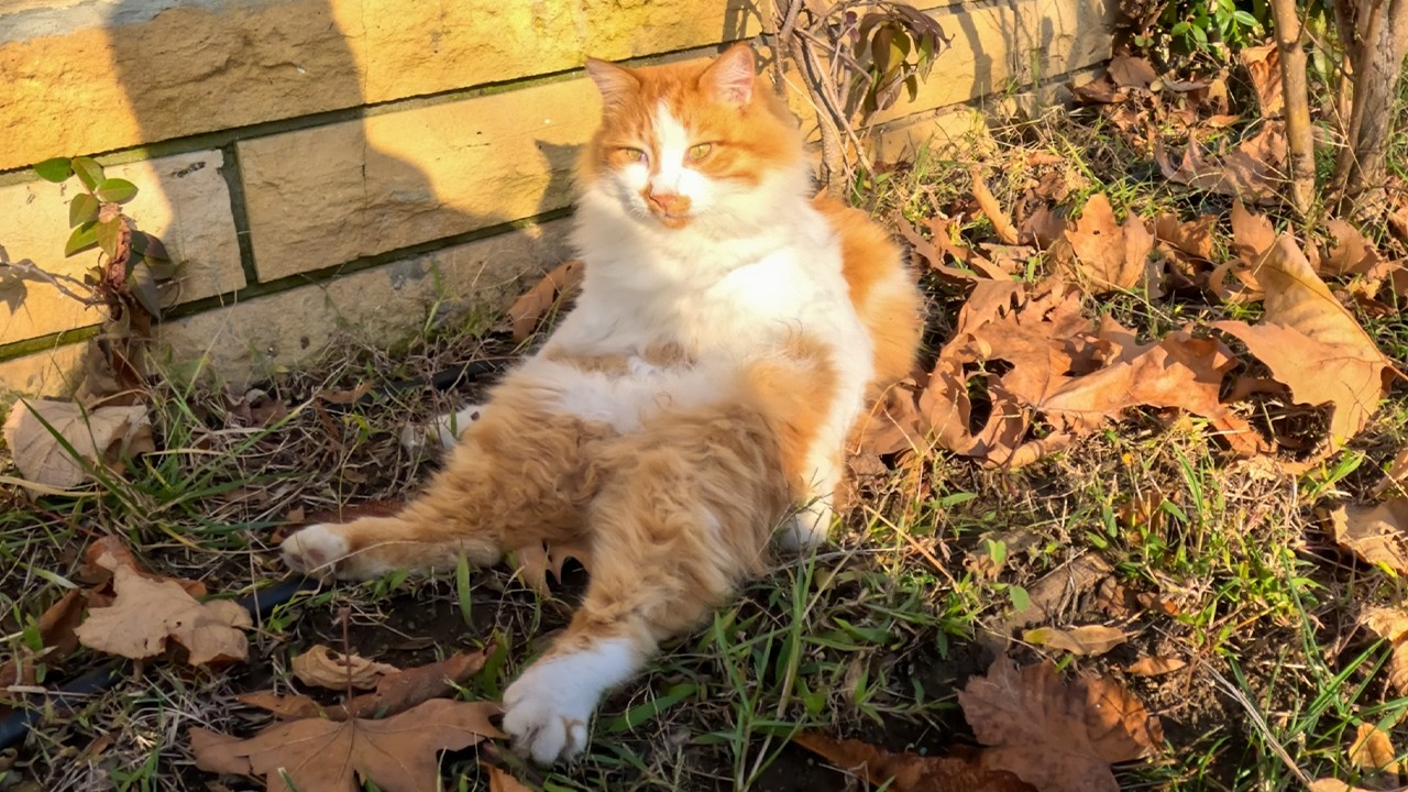 Funny cat sits like a human