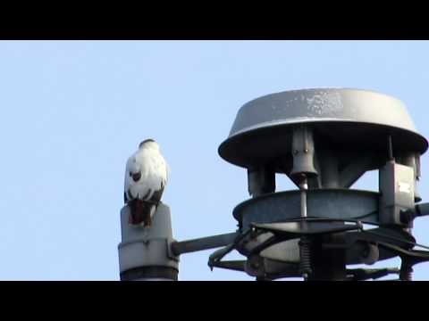 Christian Carpist captures video of leucistic Red-tailed Hawk in ...