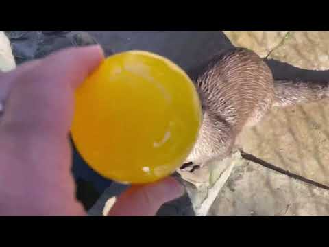 Playing Fetch with Jaskier the River Otter