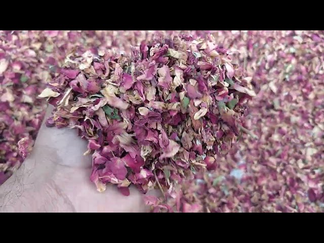 Herbal Flowers - Dried Teshu Flower Manufacturer from Neemuch