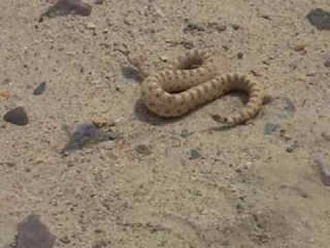 Sidewinder Snake