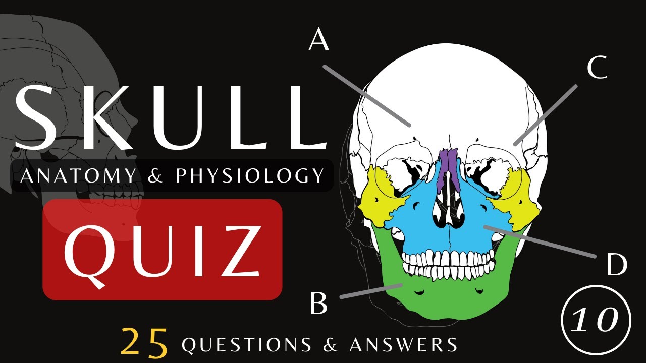 Skull Bones Anatomy Quiz  | Cranial Bones, Sutures & landmarks #quiz #humananatomy #shorts
