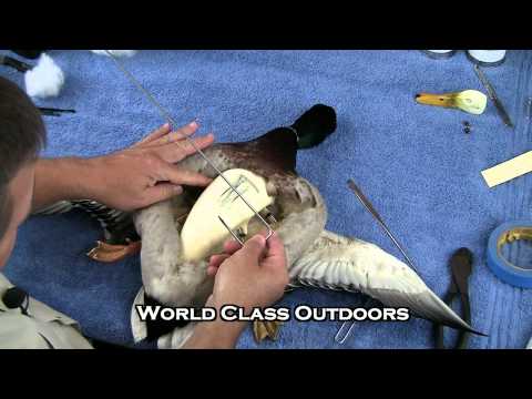 How to mount deer, fish, duck, bobcat on video - How to taxidermy