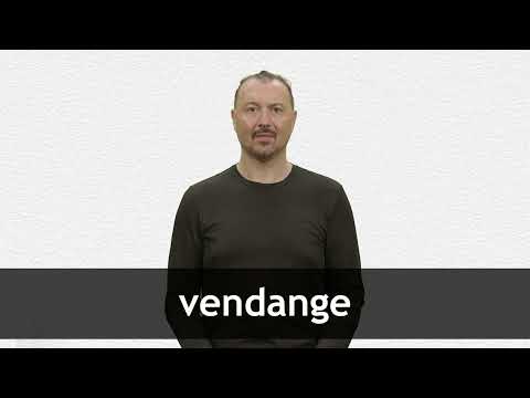 English Translation of “VENDANGE” | Collins French-English Dictionary
