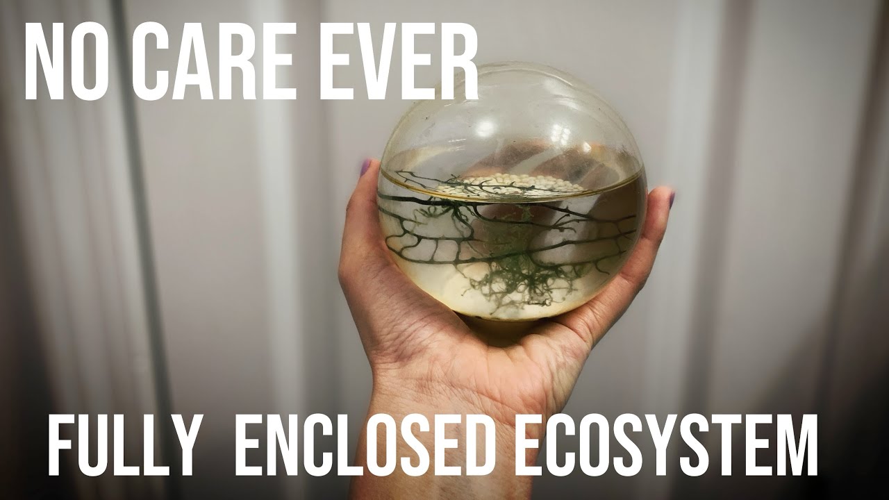 A World in My Hand: EcoSphere