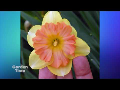 Hybridizing Daffodils