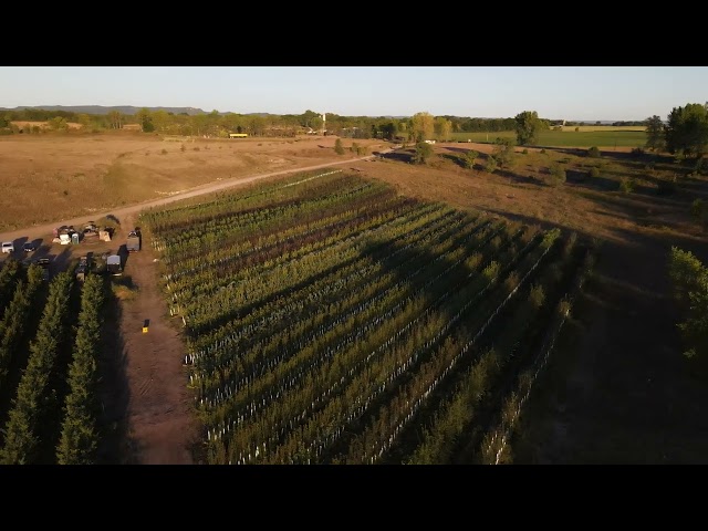 Legacy-Trees Wholesale Tree Nursery & Planting Services