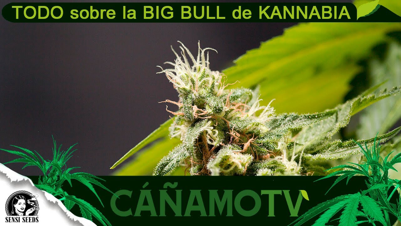 TODO lo que NO SABÍAS sobre la BIG BULL de Kannabia