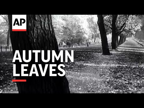 Autumn Leaves - 1937 | The Archivist Presents #319 | BM5830