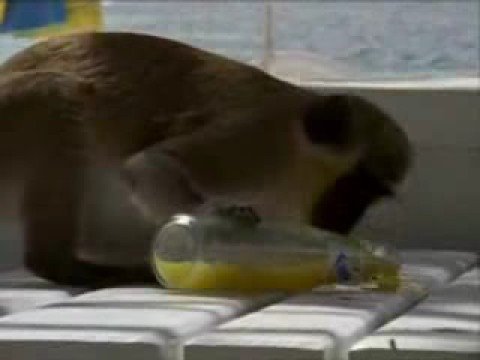 LA HIPÓTESIS DEL MONO BORRACHO | En mi otra clase