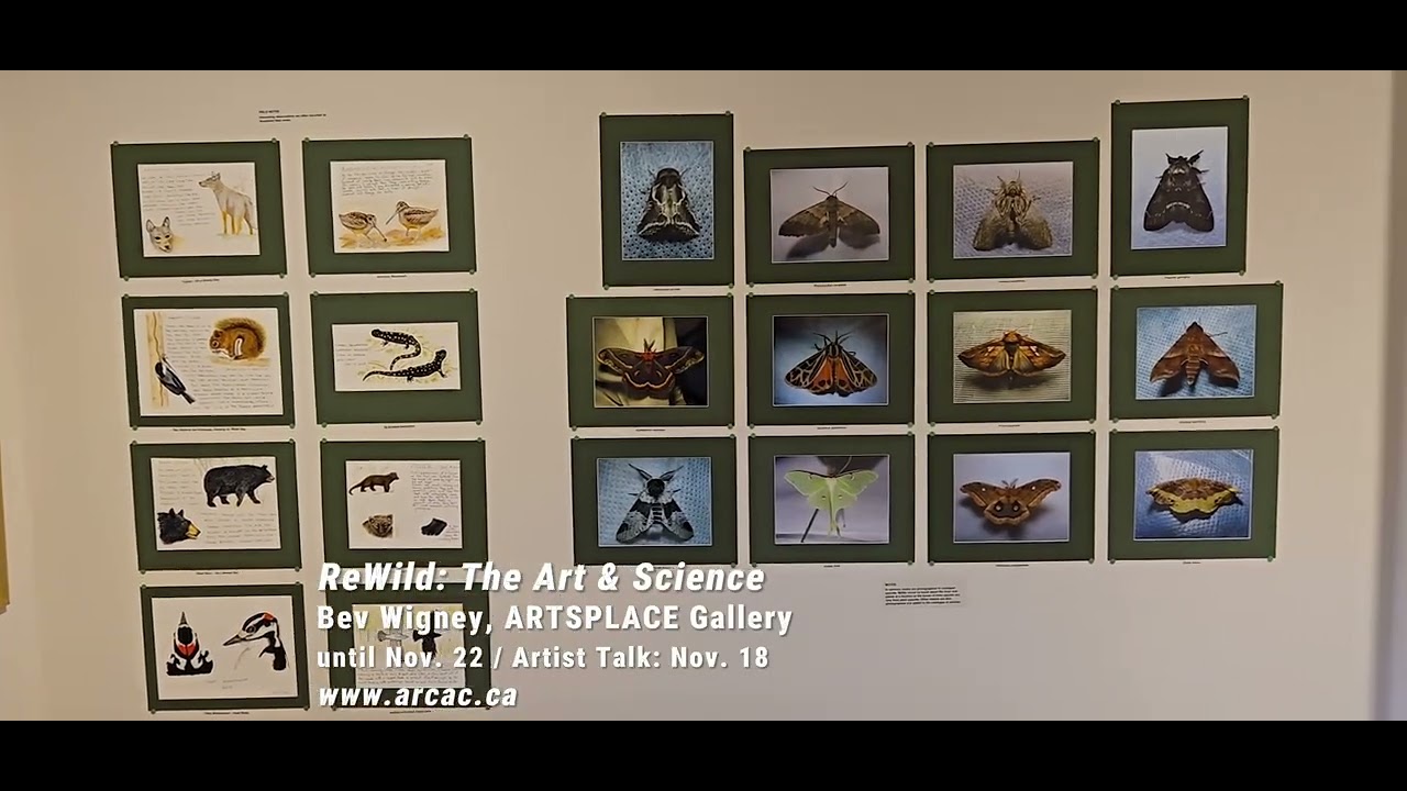 ReWild: The Art & Science, Bev Wigney (Nov 1-22, 2025, ARTSPLACE Gallery, Annapolis Royal, NS)