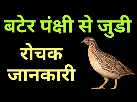बटेर पंक्षी से जुडी रोचक जानकारी || Interesting facts about Quail birds in Hindi