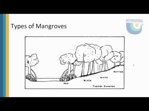 The Importance of Mangroves