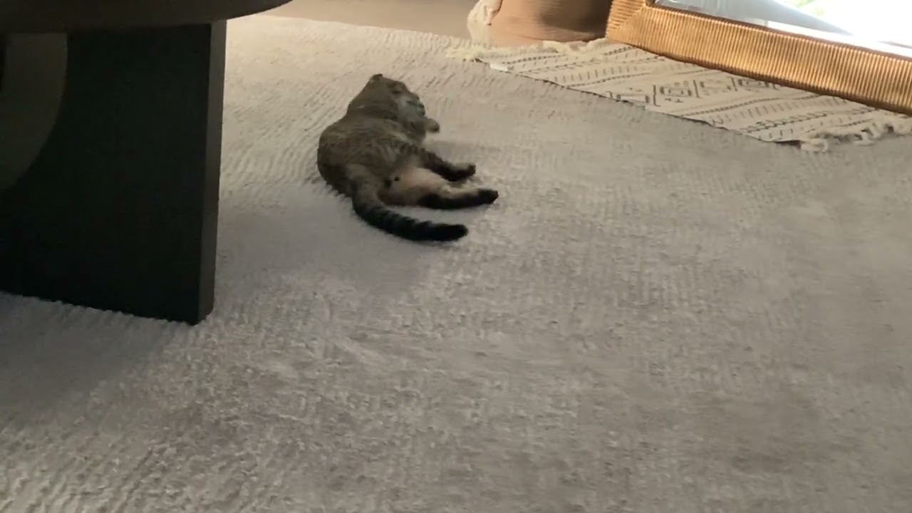 Use this sound for 100 subscribers 🤯 #shorts #cat #viral #usethissound 