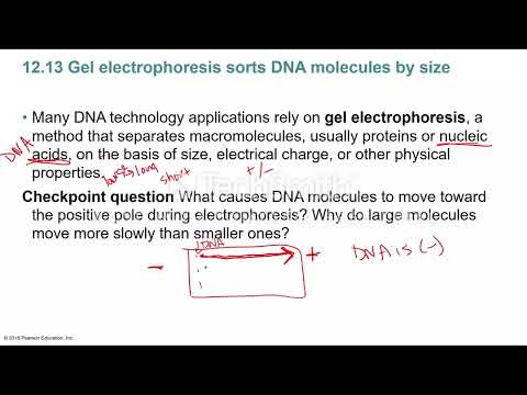 DNA Profiling