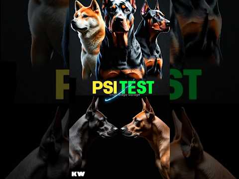 Rottweiler, cane corsos, dobermann, akita dog psi bite force test 🔥✨ #shorts #pets #dogshorts