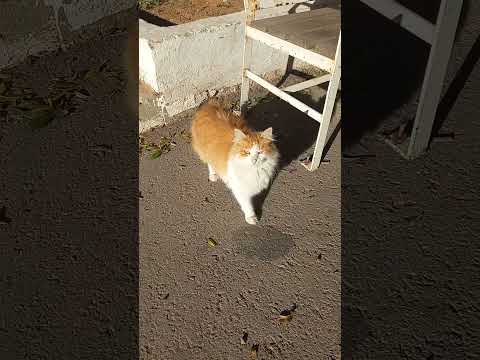 This Beautiful Cat Will Brighten Your Day!
