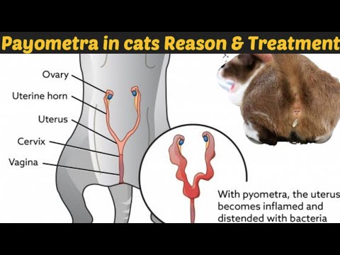 😻 Kedilerde açık pyometra belirtileri nelerdir? - CatVisitor.com