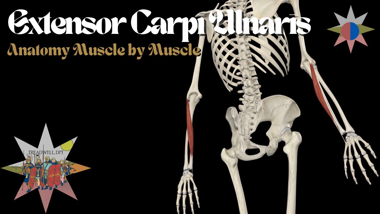 Extensor Carpi Ulnaris Anatomy | ECU Wrist Stability Explained (Muscle Breakdown)