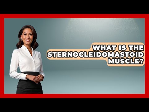 What Is The Sternocleidomastoid Muscle? - Drawing and Painting Academy