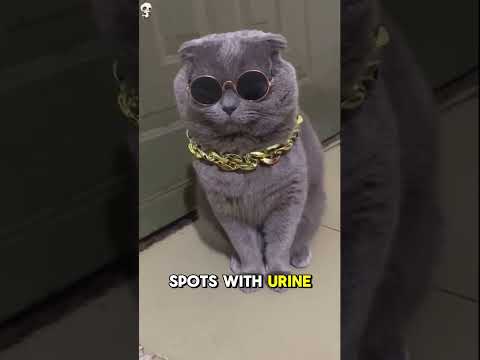 5 Interesting Male Cat Facts You Should Know 5 Interesting Male Cat ...