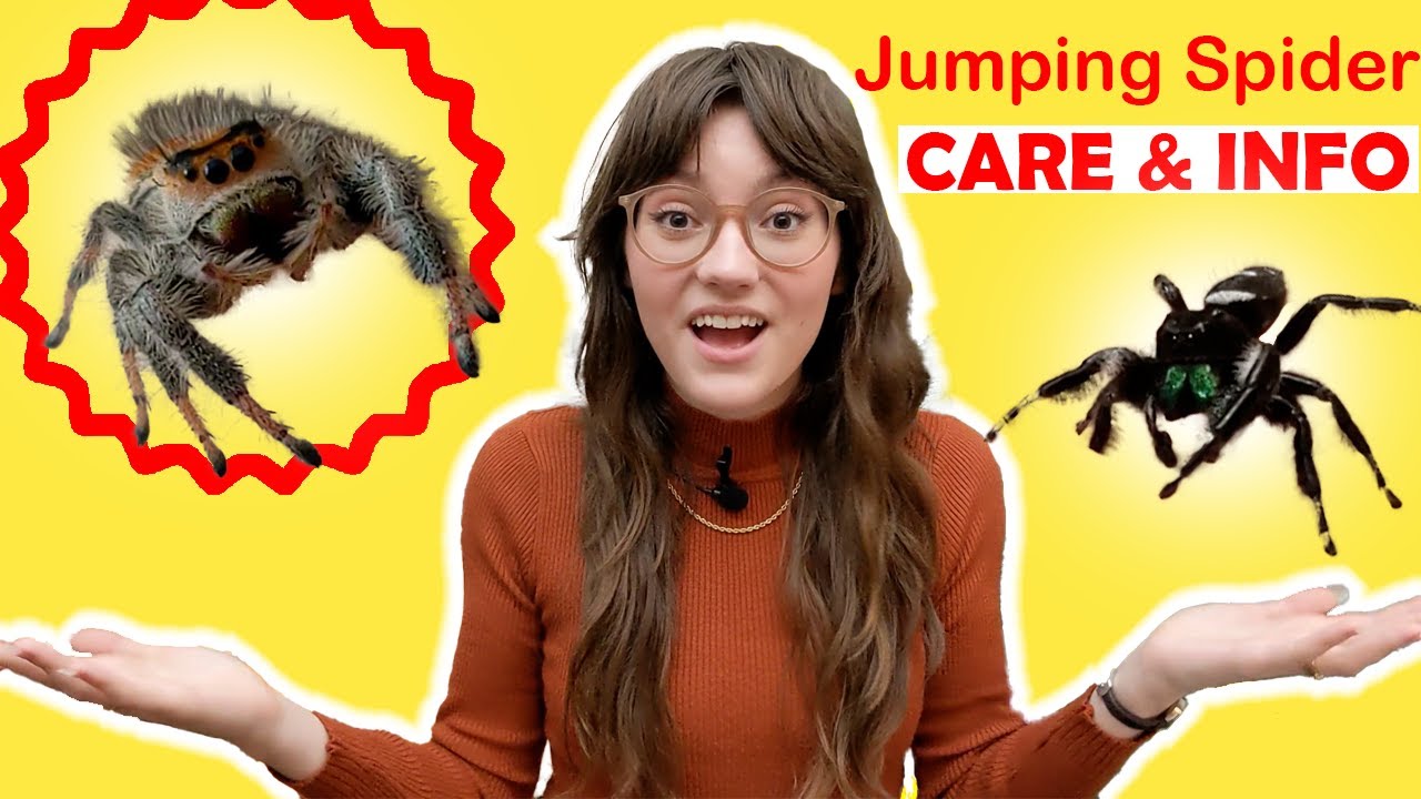 Jumping Spider General Care | Jumping Spider Information