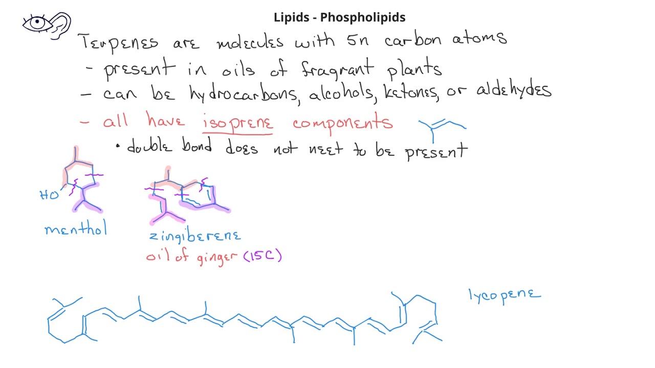 Survey of Organic - Terpenes & Steroids