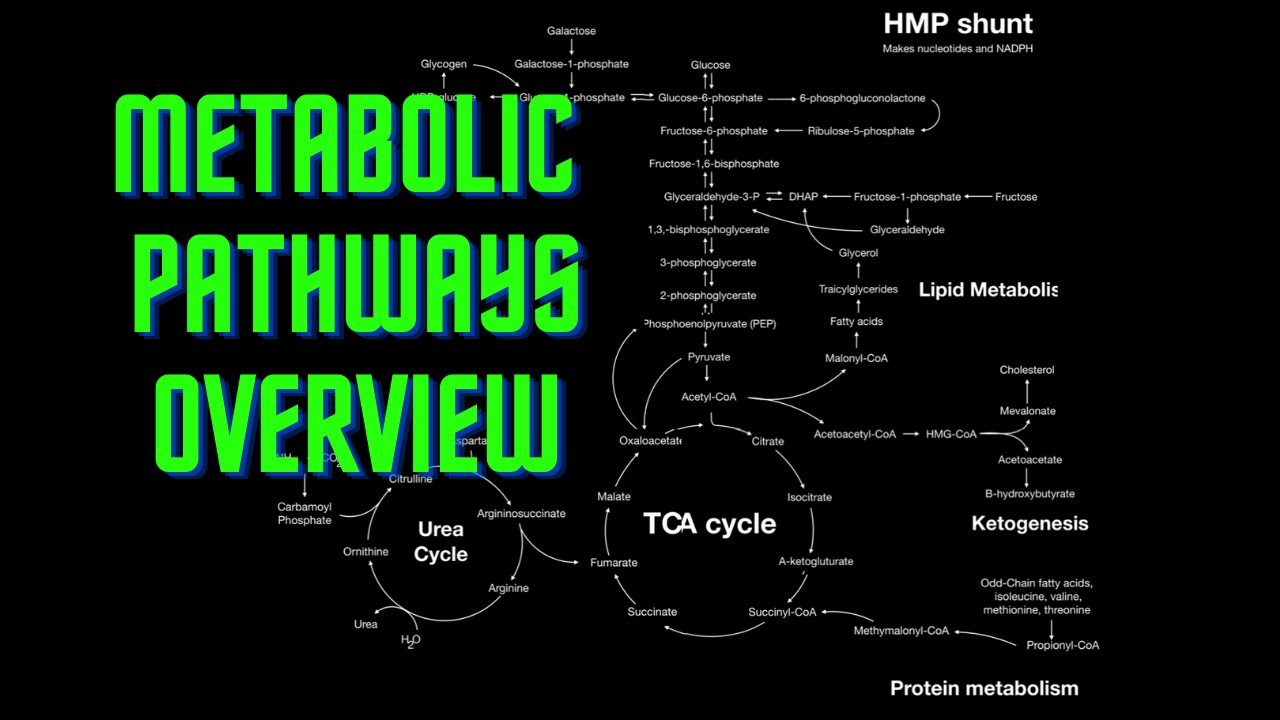 USMLE Step 1 - Lesson 54 - Metabolic Pathways Overview