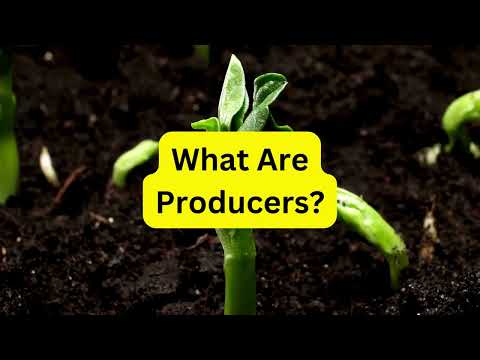 What Are Producers?