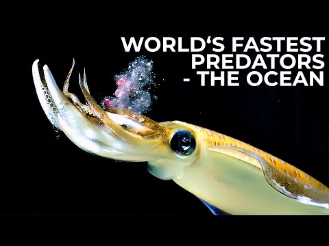 World's Fastest Predators | Episode 1: The Ocean | Free Documentary Nature