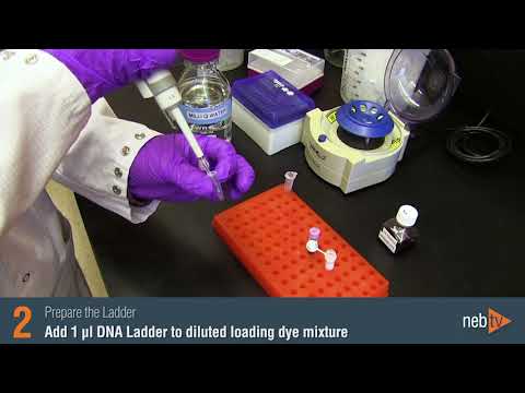 How to Prepare and Load a Standard DNA Ladder