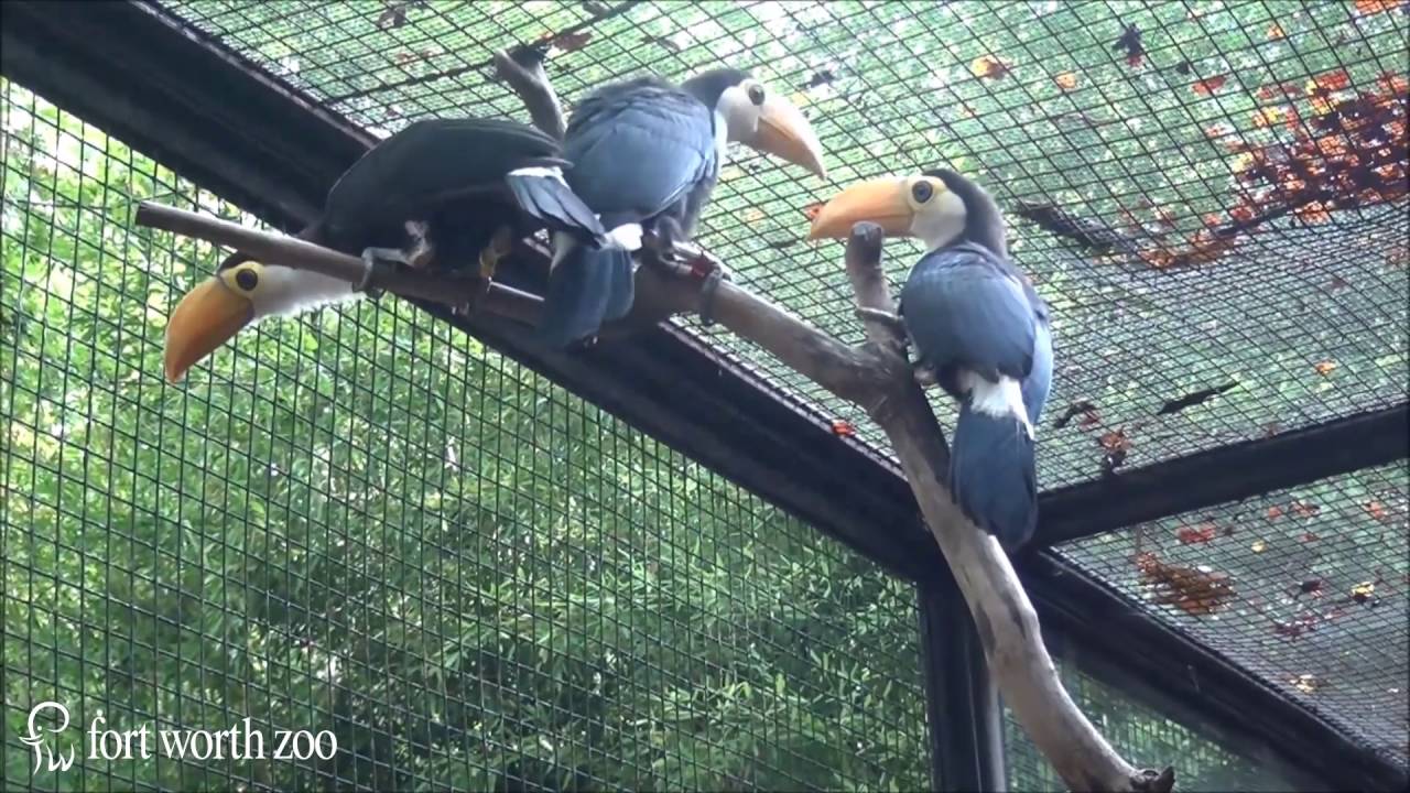 Three Toco toucans hatch at the Fort Worth Zoo