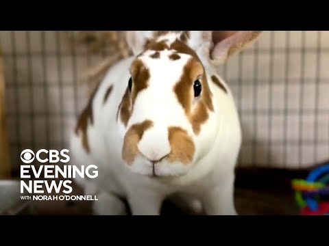 San Francisco Bay Area Rabbit Rescue