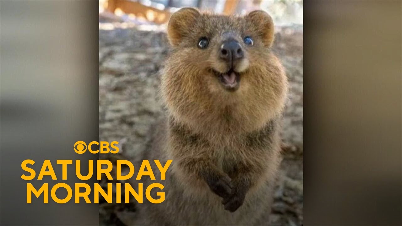 Social media fame fuels conservation efforts for Australia's quokkas
