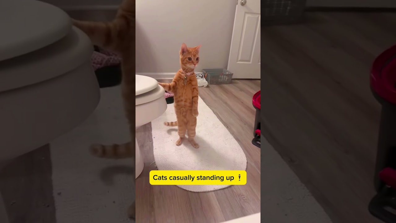 Cats standing up #cat #catlover #trending