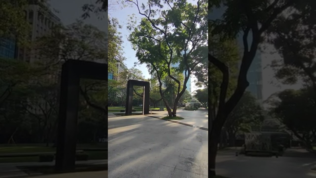 Video Background Outdoor Park Morning Time With Tree In The Middle