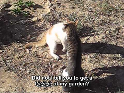 Aggressive cat defending his garden - Cat fight - Subtitle